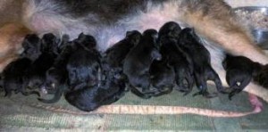 Comment prendre soin des chiots et leur allaitement - Le Berger Allemand