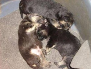 Comment prendre soin des chiots et leur allaitement - Le Berger Allemand